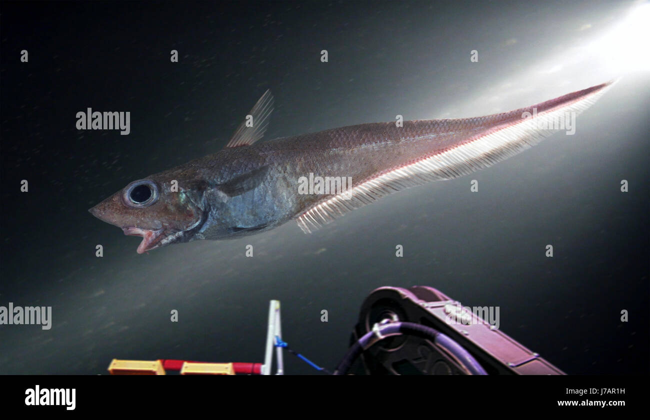 Grenadier Fish High Resolution Stock Photography and Images - Alamy