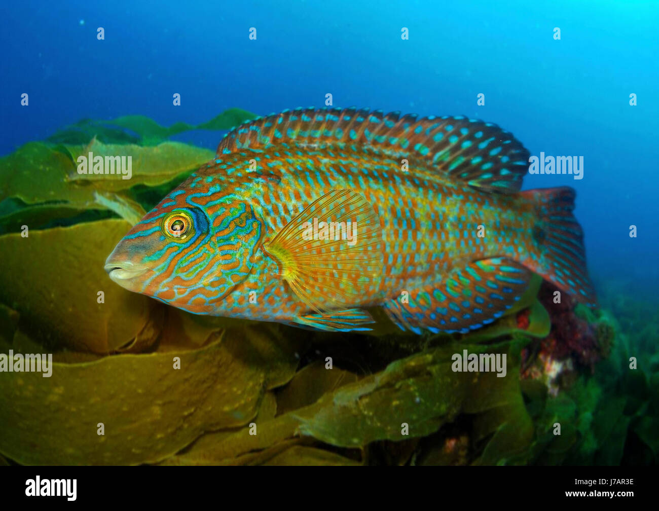 Labridae Fish Fishes High Resolution Stock Photography and Images - Alamy