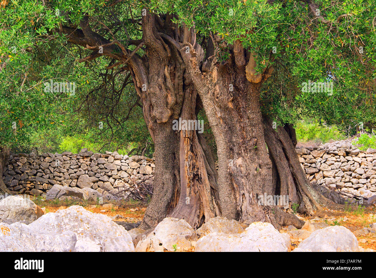 tree wood bark olive olive-tree grove olive grove trunk leaf detail ...