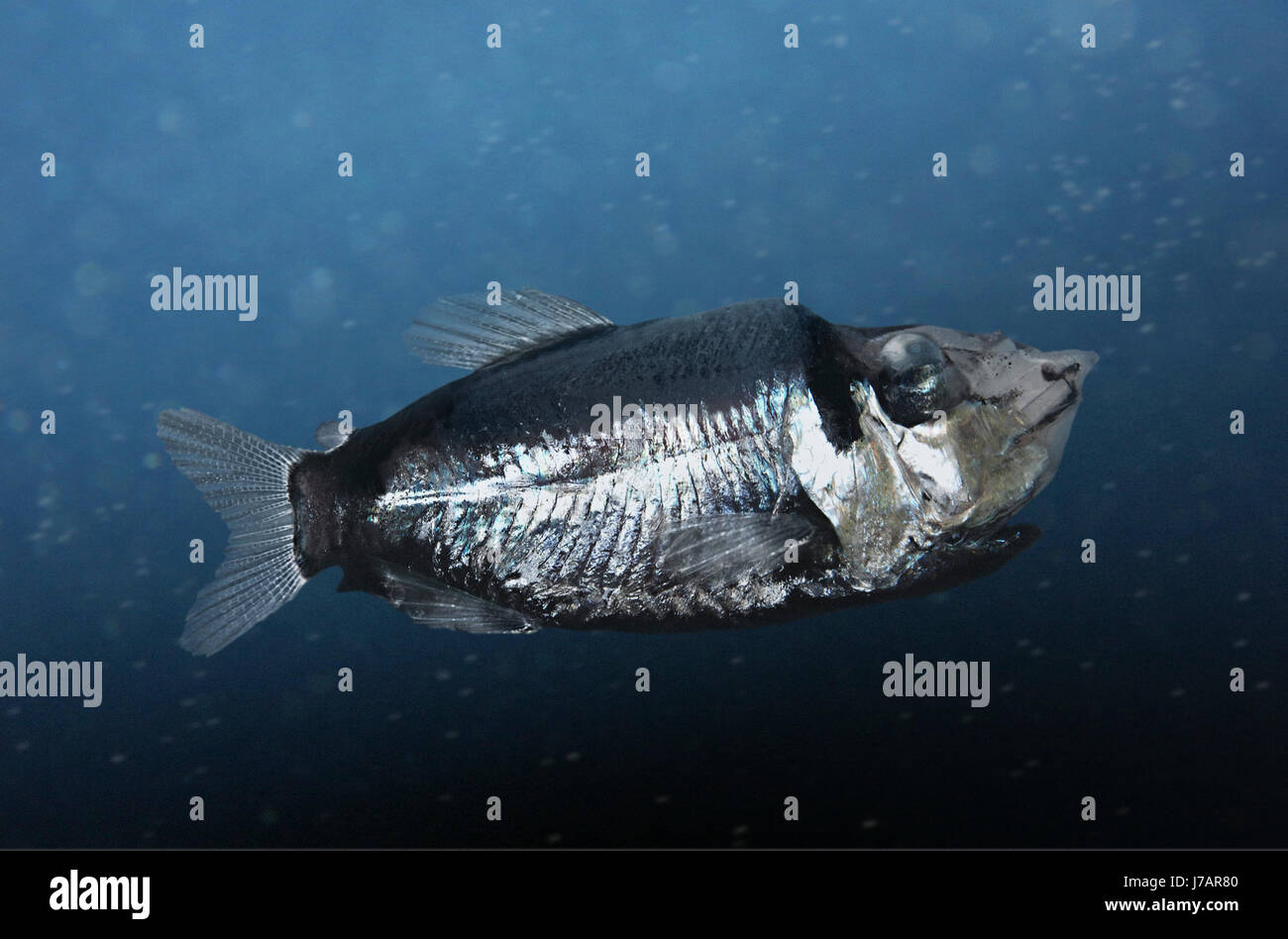Barreleye Fish Stock Photos & Barreleye Fish Stock Images - Alamy