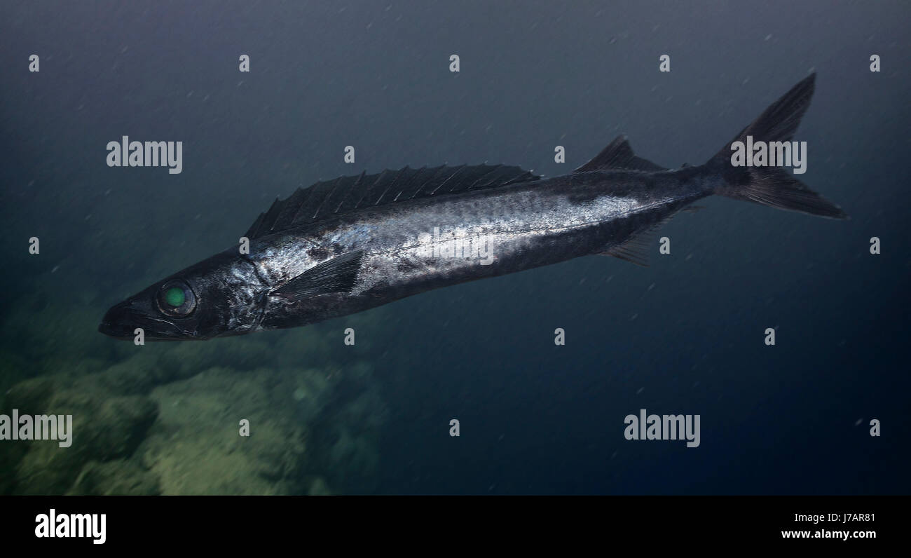 Escolar High Resolution Stock Photography and Images - Alamy