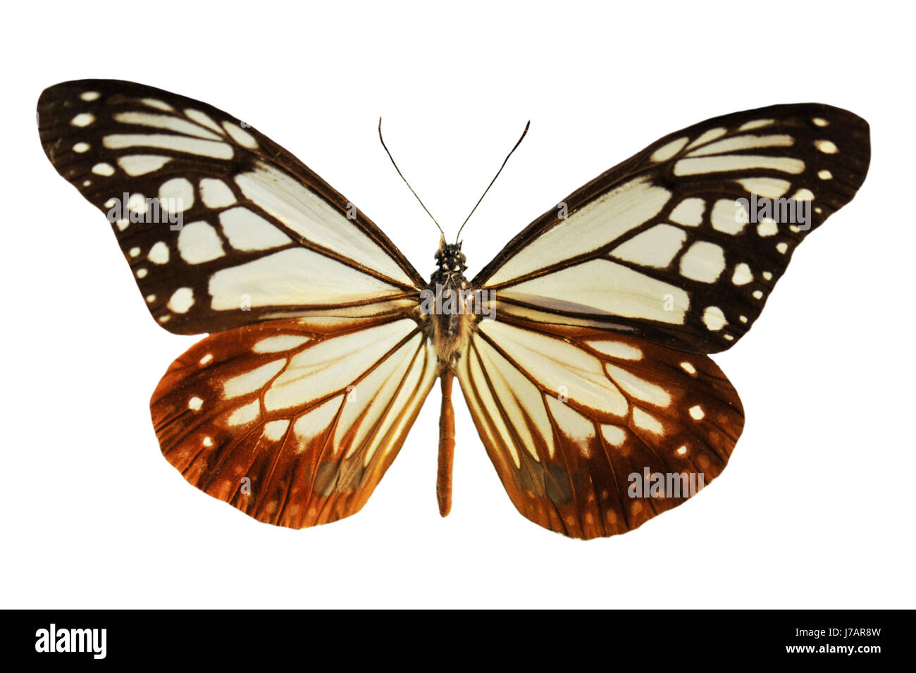 animal insect butterfly black swarthy jetblack deep black wing white ...
