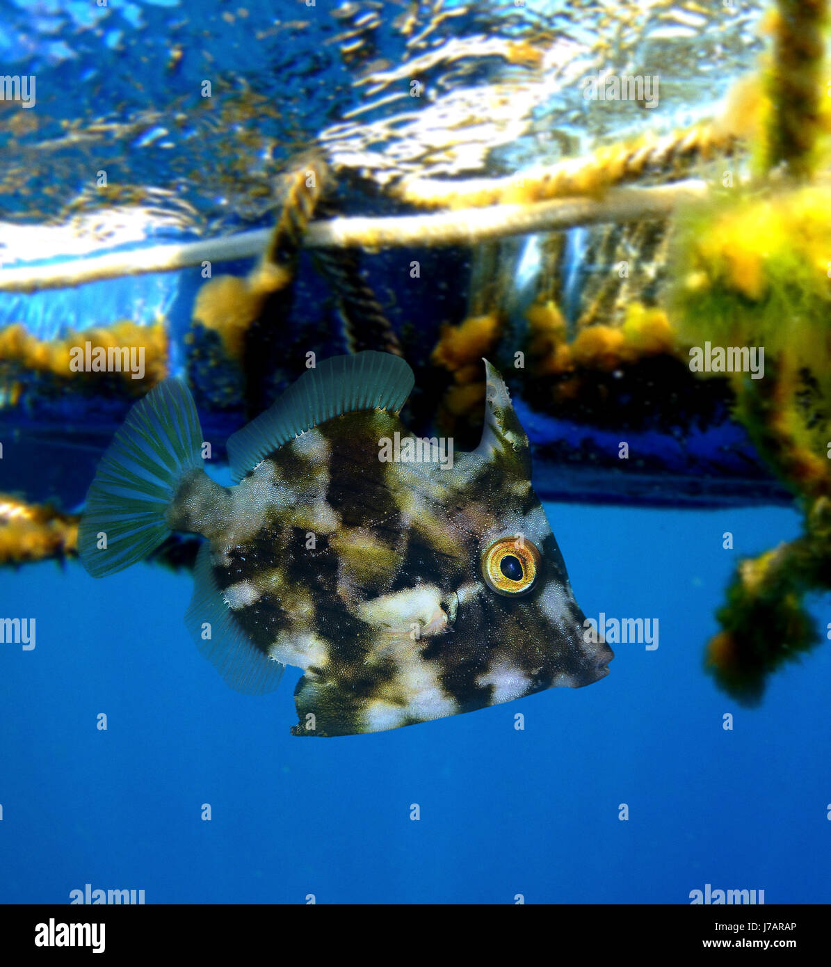 Offshore Fish High Resolution Stock Photography and Images - Alamy