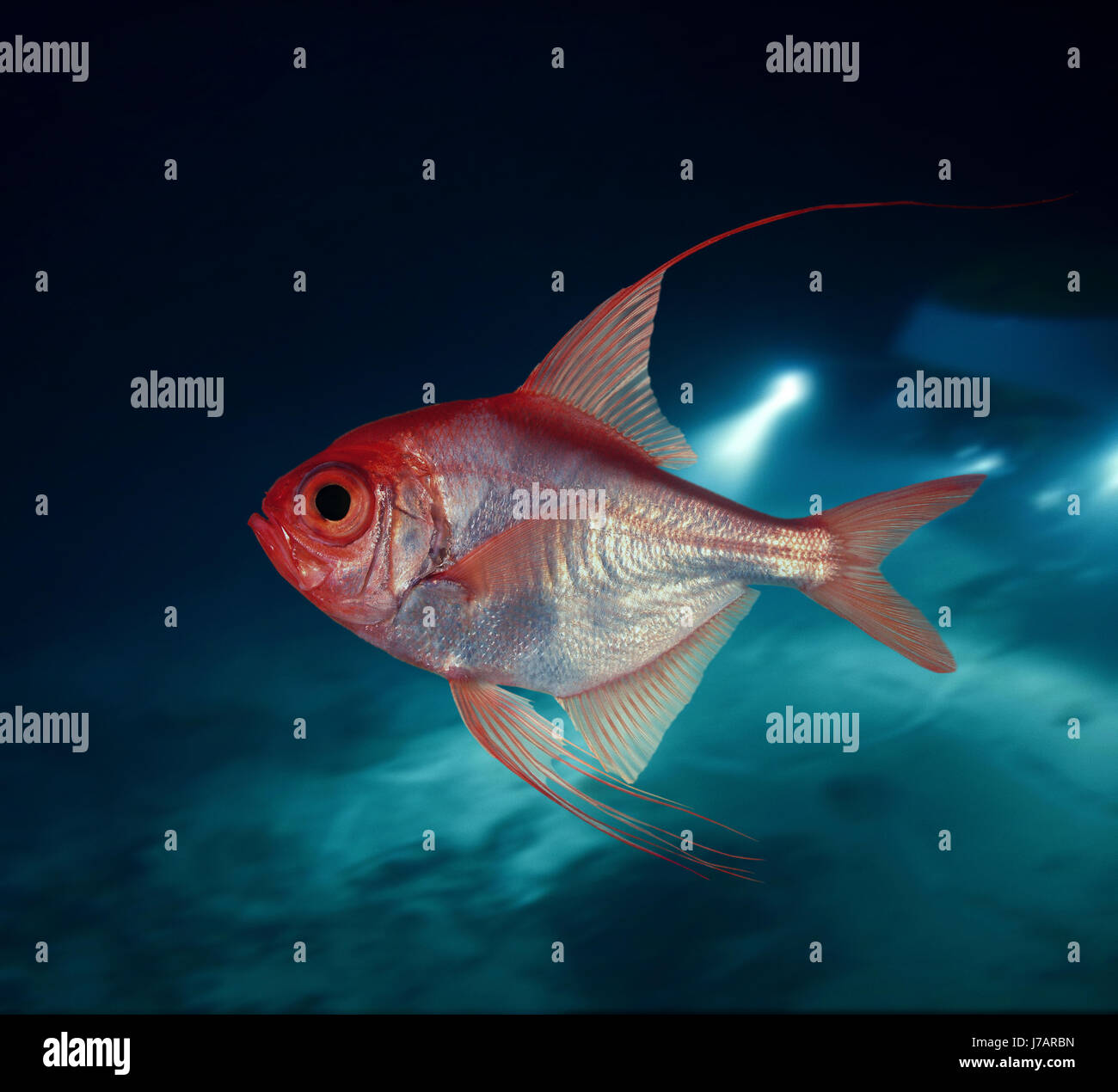 Alfonsino Fish Stock Photos & Alfonsino Fish Stock Images - Alamy