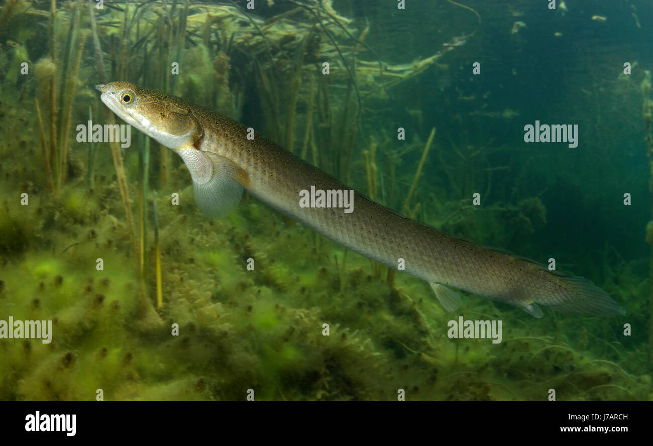 Bichir Stock Photos & Bichir Stock Images - Alamy