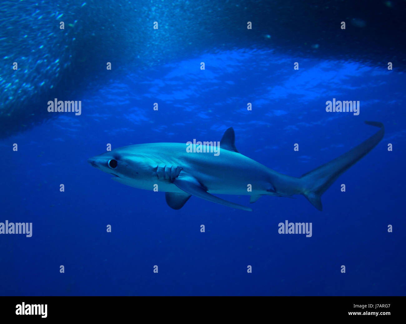 Red Thresher High Resolution Stock Photography and Images - Alamy