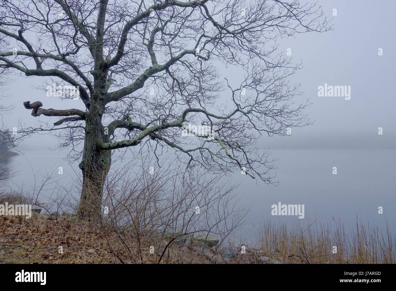 Scary tree in the fog Stock Photo - Alamy