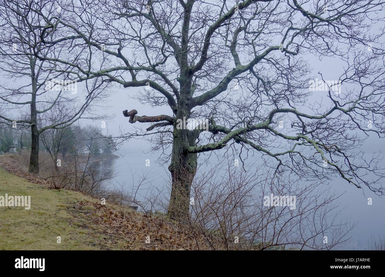 Scary tree in the fog Stock Photo - Alamy
