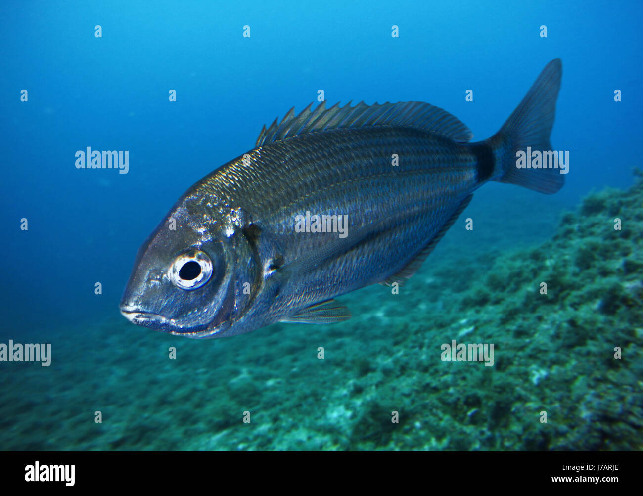 Fish Market Senegal Stock Photos & Fish Market Senegal Stock Images - Alamy