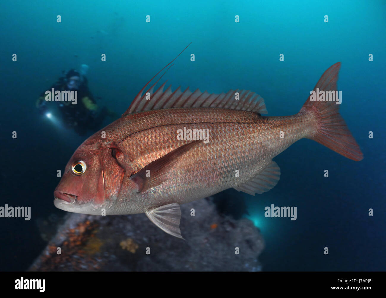 Pagrus Pagrus High Resolution Stock Photography and Images - Alamy