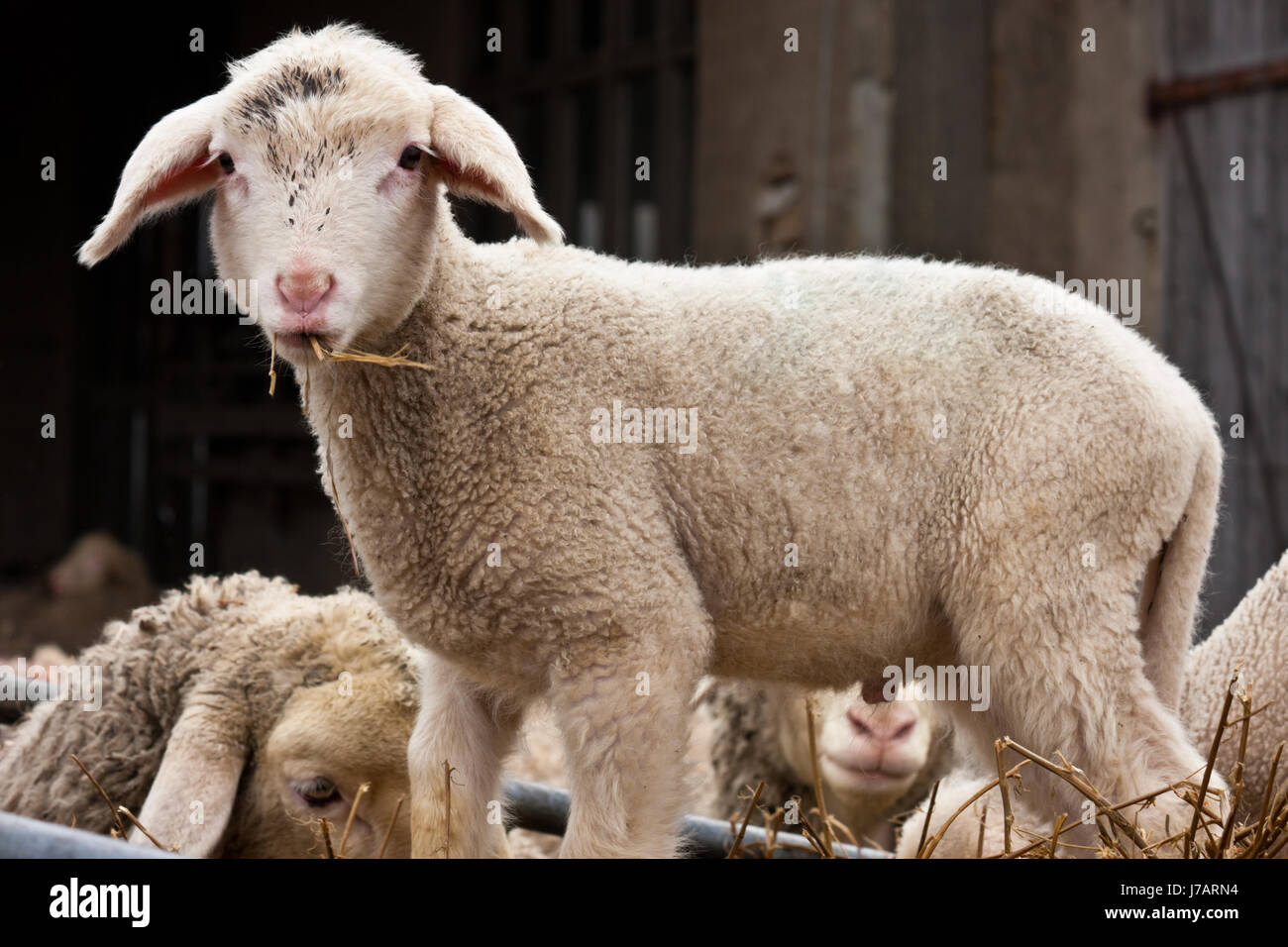 animal mammal sheep stable lambkin farm animal animal child stall lamb ...