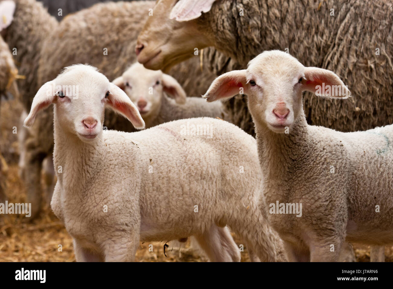 animal sheep stable lambkin farm animal lambs animal child stall lamb ...