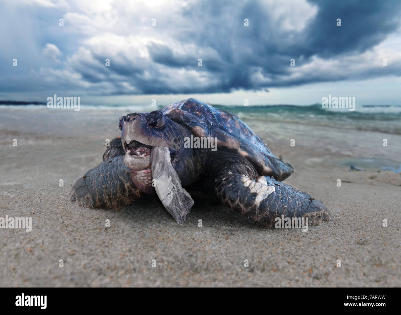 Plastic Bag Animal High Resolution Stock Photography and Images - Alamy