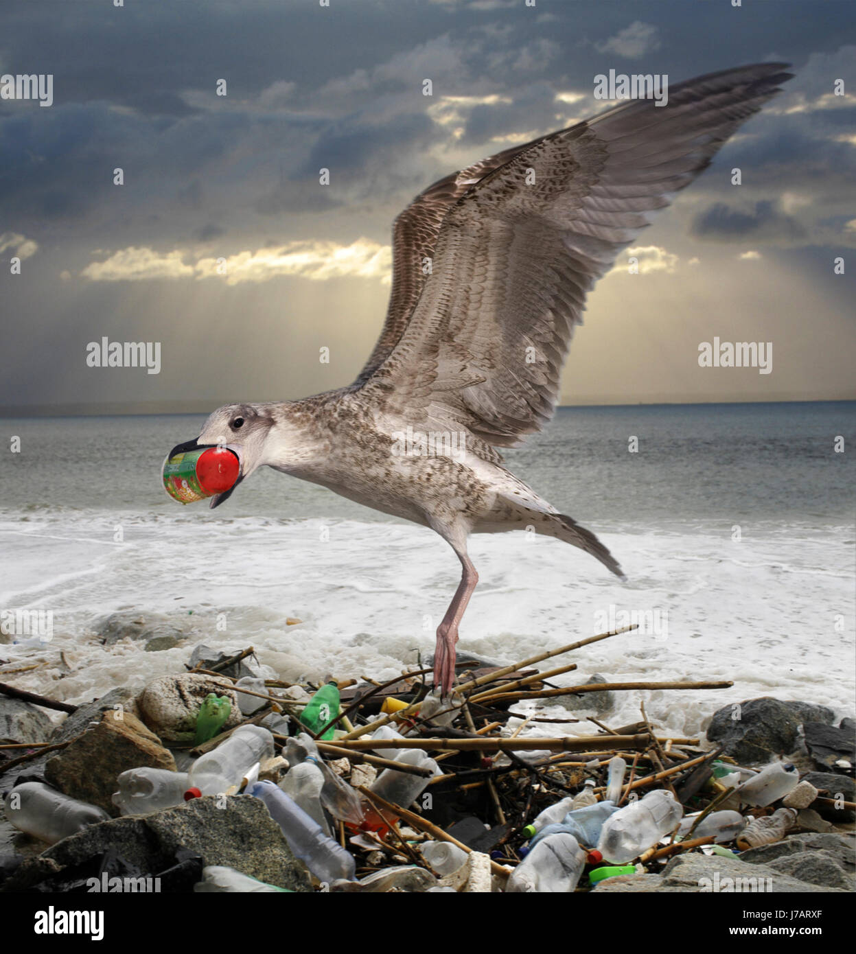 Great Pacific Garbage Patch High Resolution Stock Photography and ...