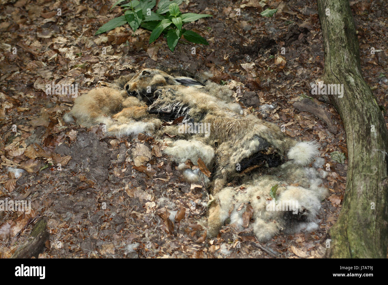 Decayed corpse hi-res stock photography and images - Alamy