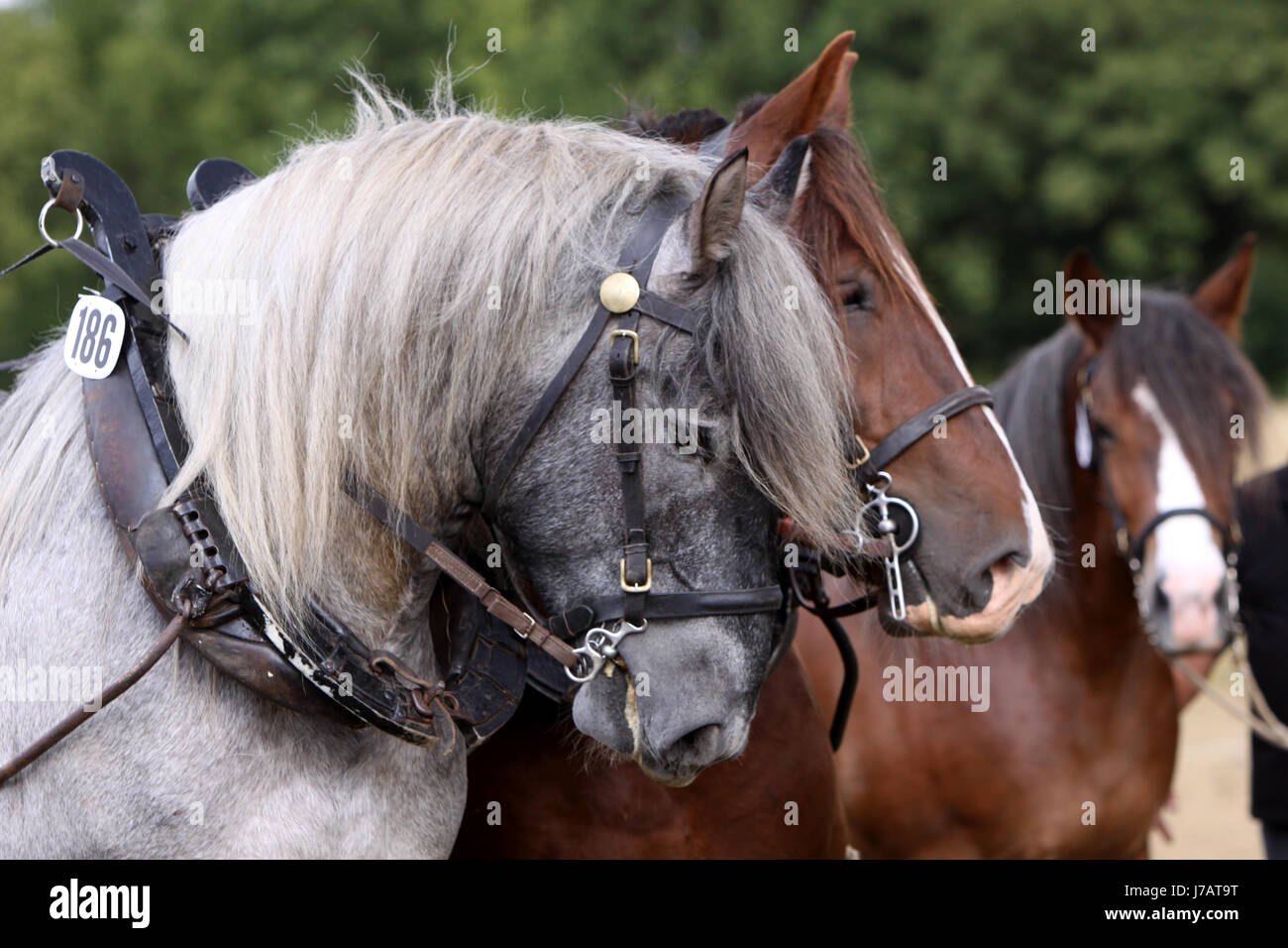 Poitevin Horse High Resolution Stock Photography and Images - Alamy