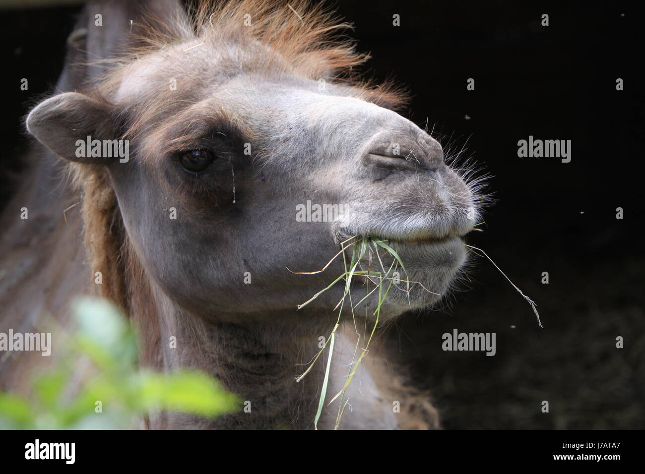 flies camel bactrian flies animal mammal brown brownish brunette camel ...