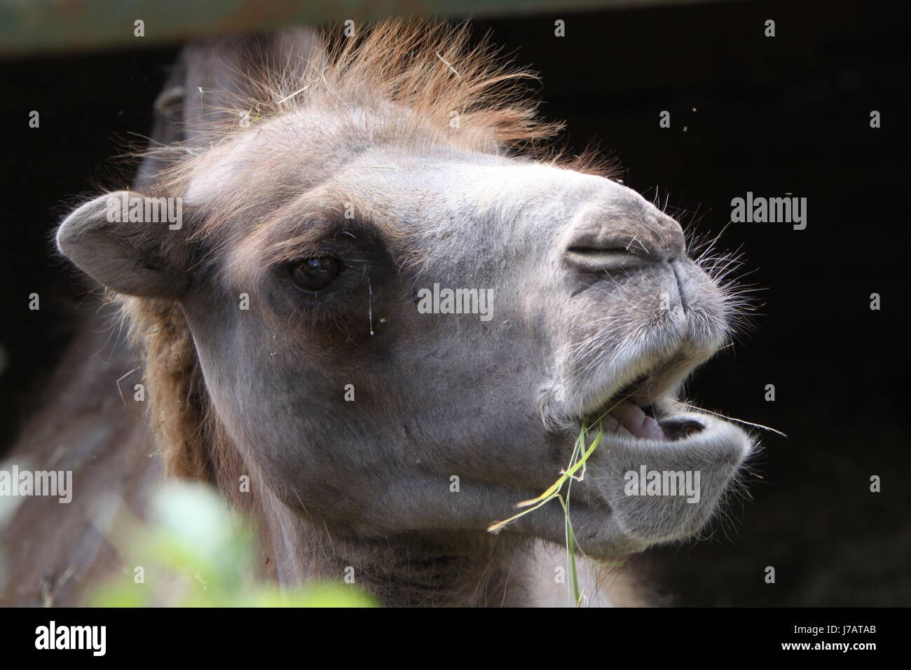 bactrian camel with flies on the nose Stock Photo - Alamy