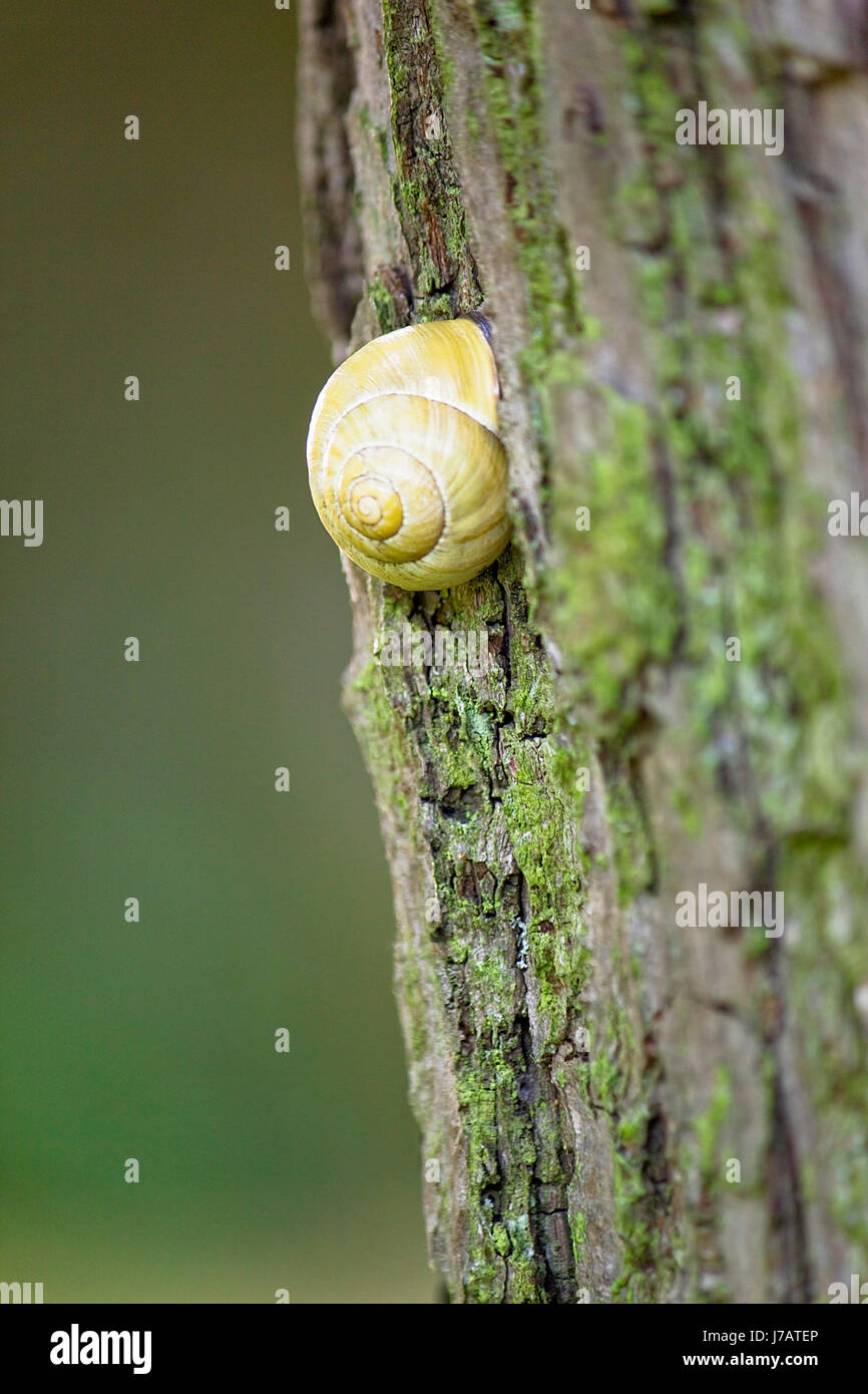 tree bark snail mucous snail shell trenchantly sharpness fuzziness ...