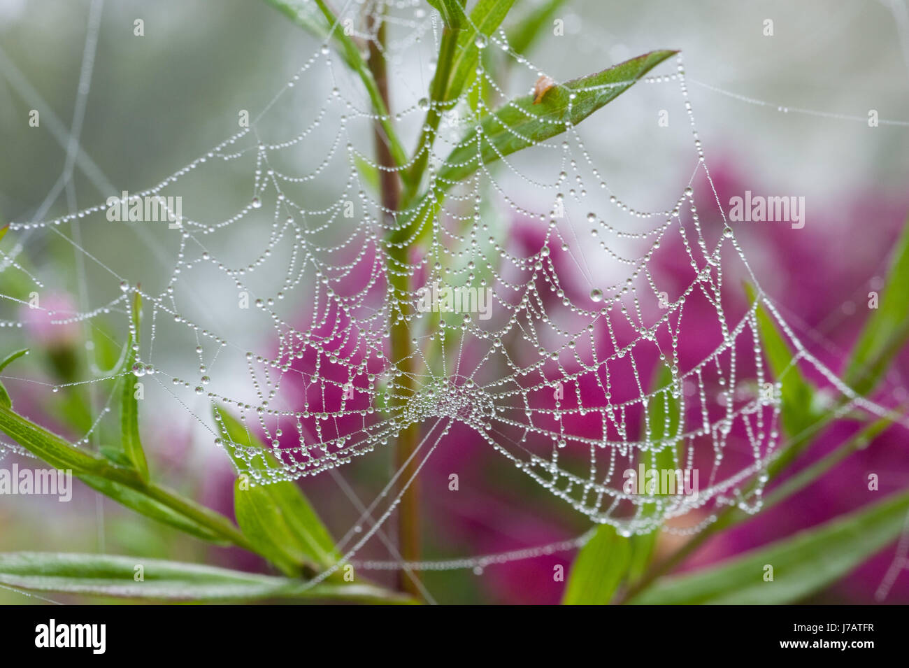 spider net dewdrop pearls spider webs pearl necklet cobweb spiders web ...