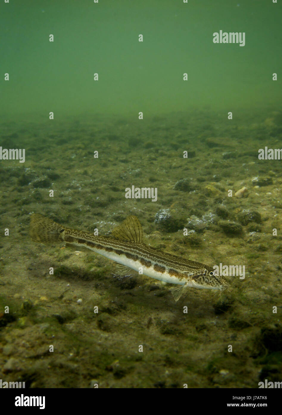 Cobitidae High Resolution Stock Photography and Images - Alamy