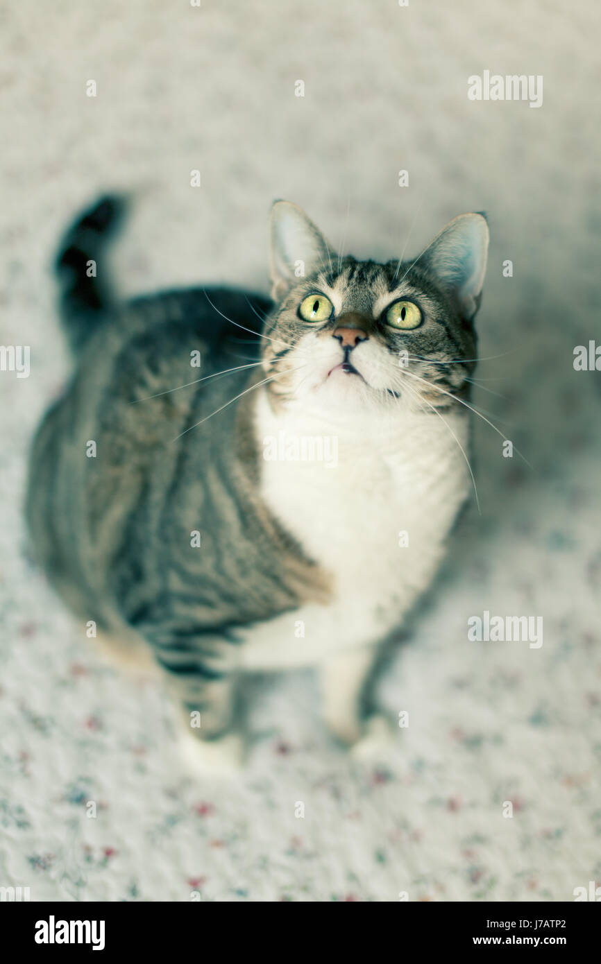 animal pet curious nosey nosy portrait look glancing see view looking ...