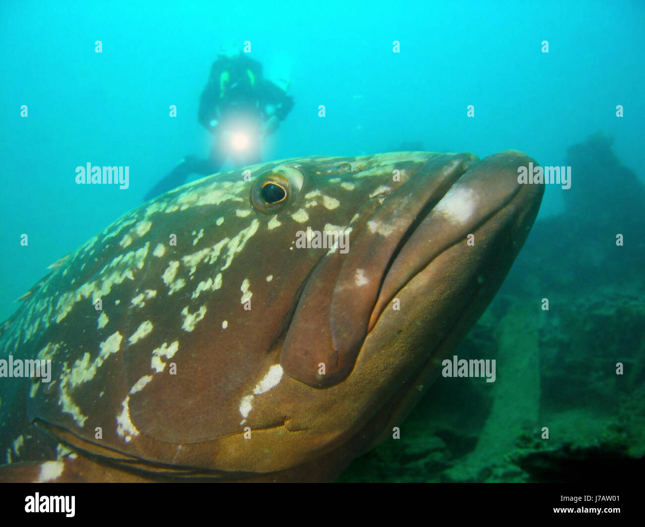 Spear Fish High Resolution Stock Photography and Images - Alamy