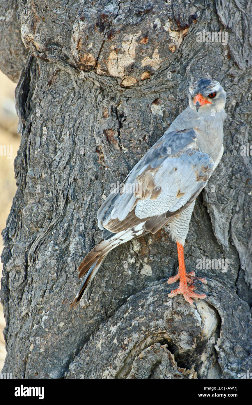 namibia dunkel namibia raptor hawk graubrzel singhabicht chanting ...