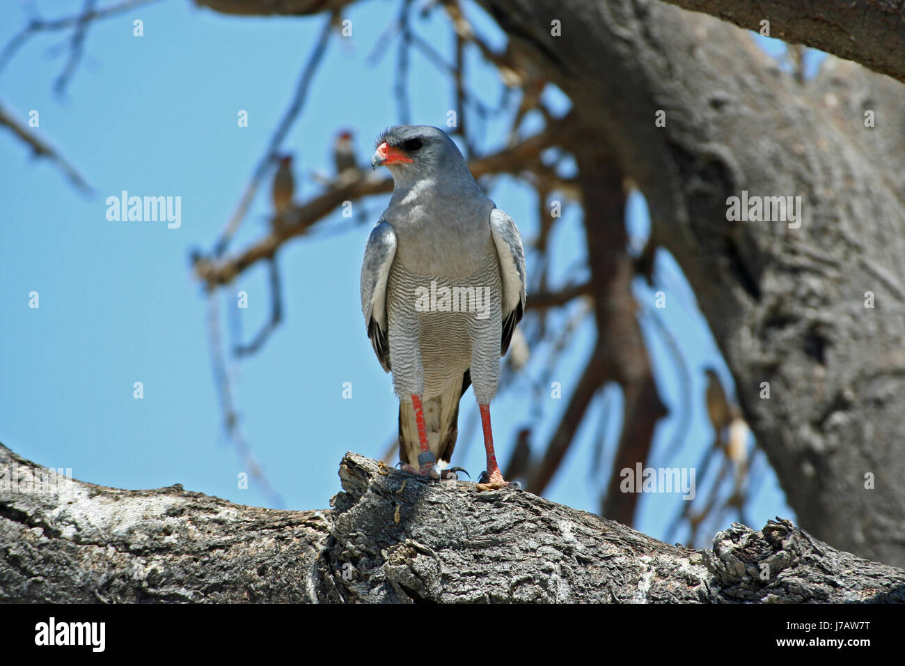 namibia dunkel namibia raptor hawk graubrzel singhabicht chanting ...