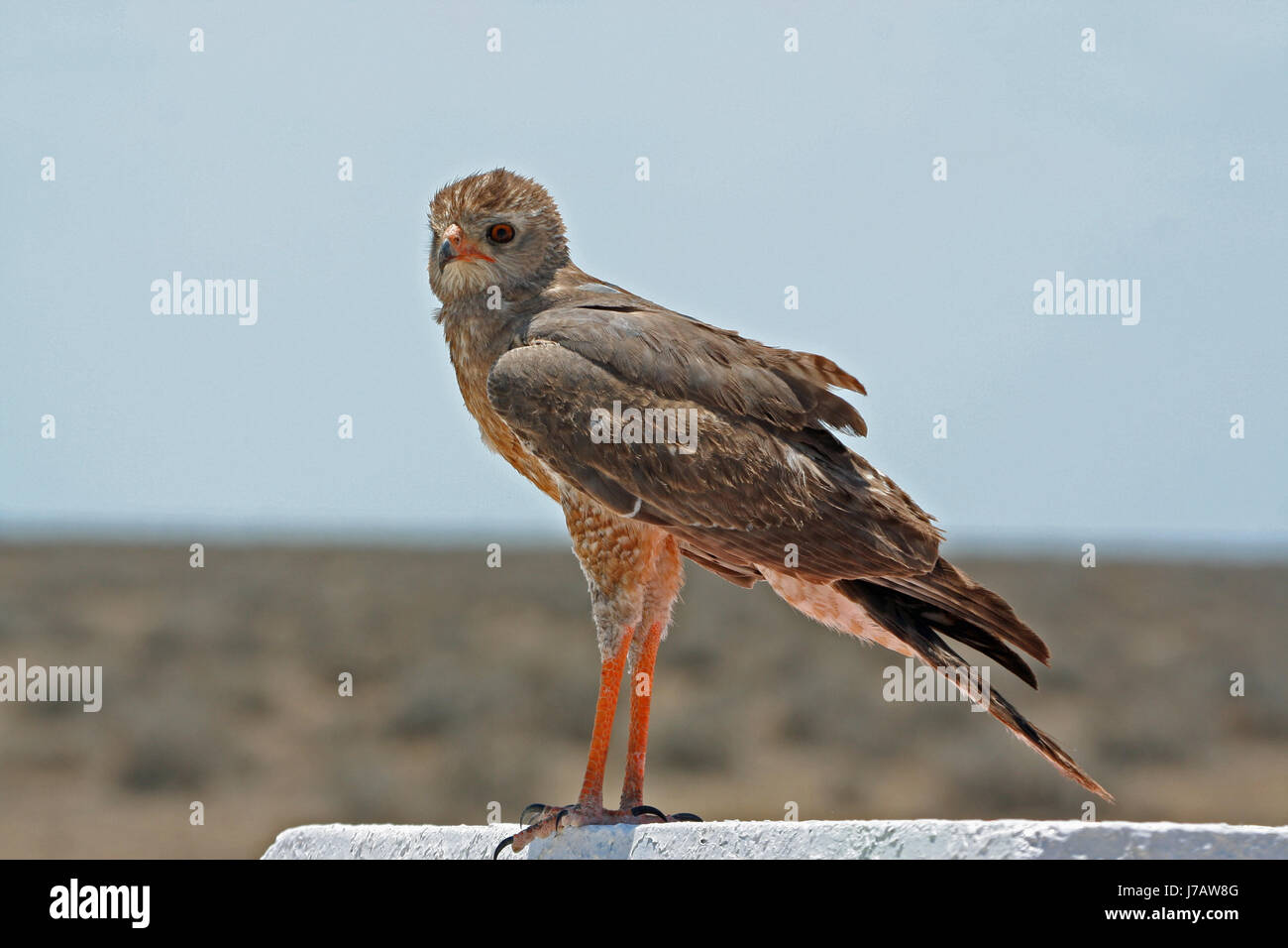 namibia dunkel namibia raptor hawk graubrzel singhabicht chanting ...