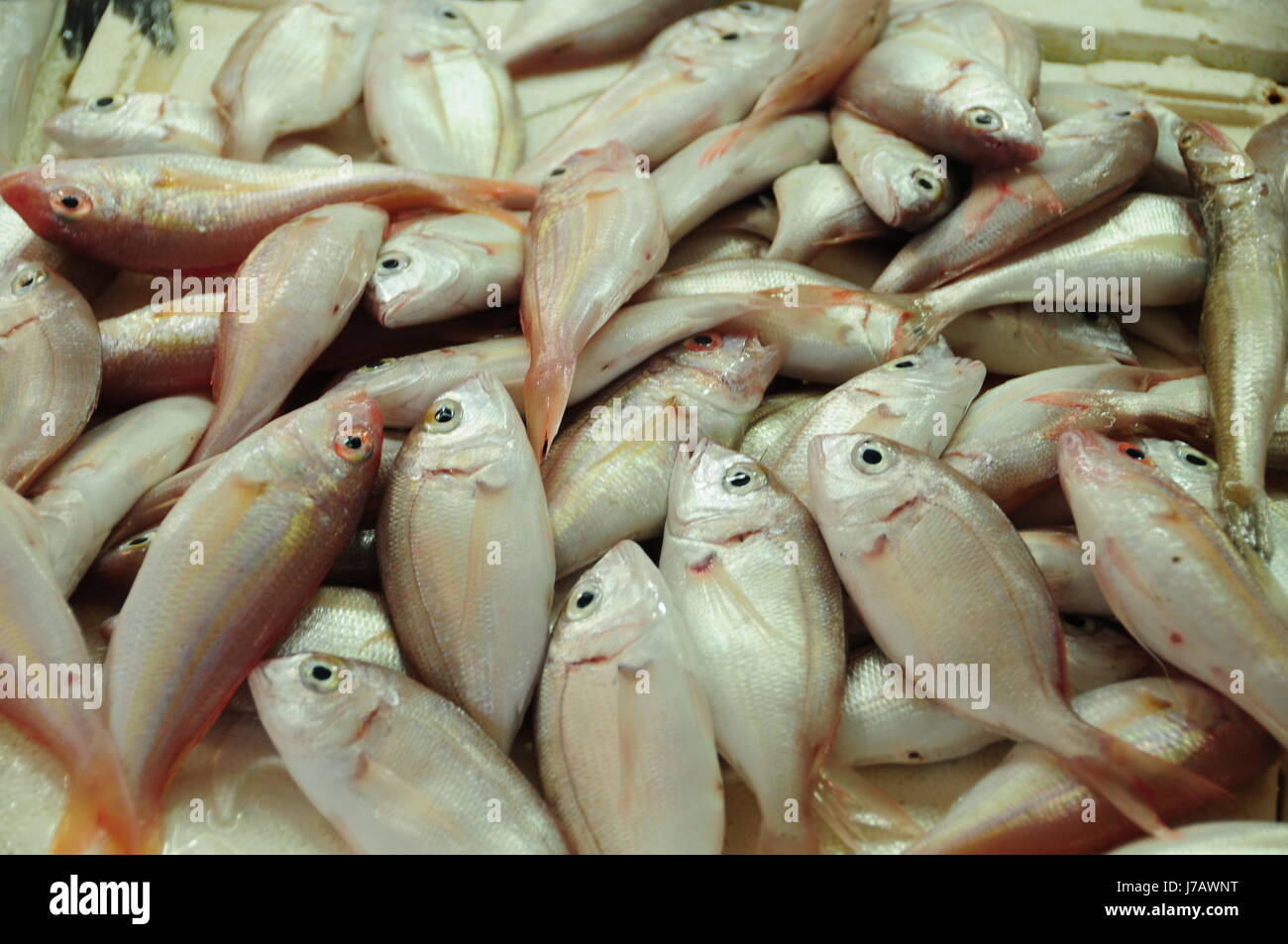 angle fish fishing sale salt water sea ocean water fresh market angle ...