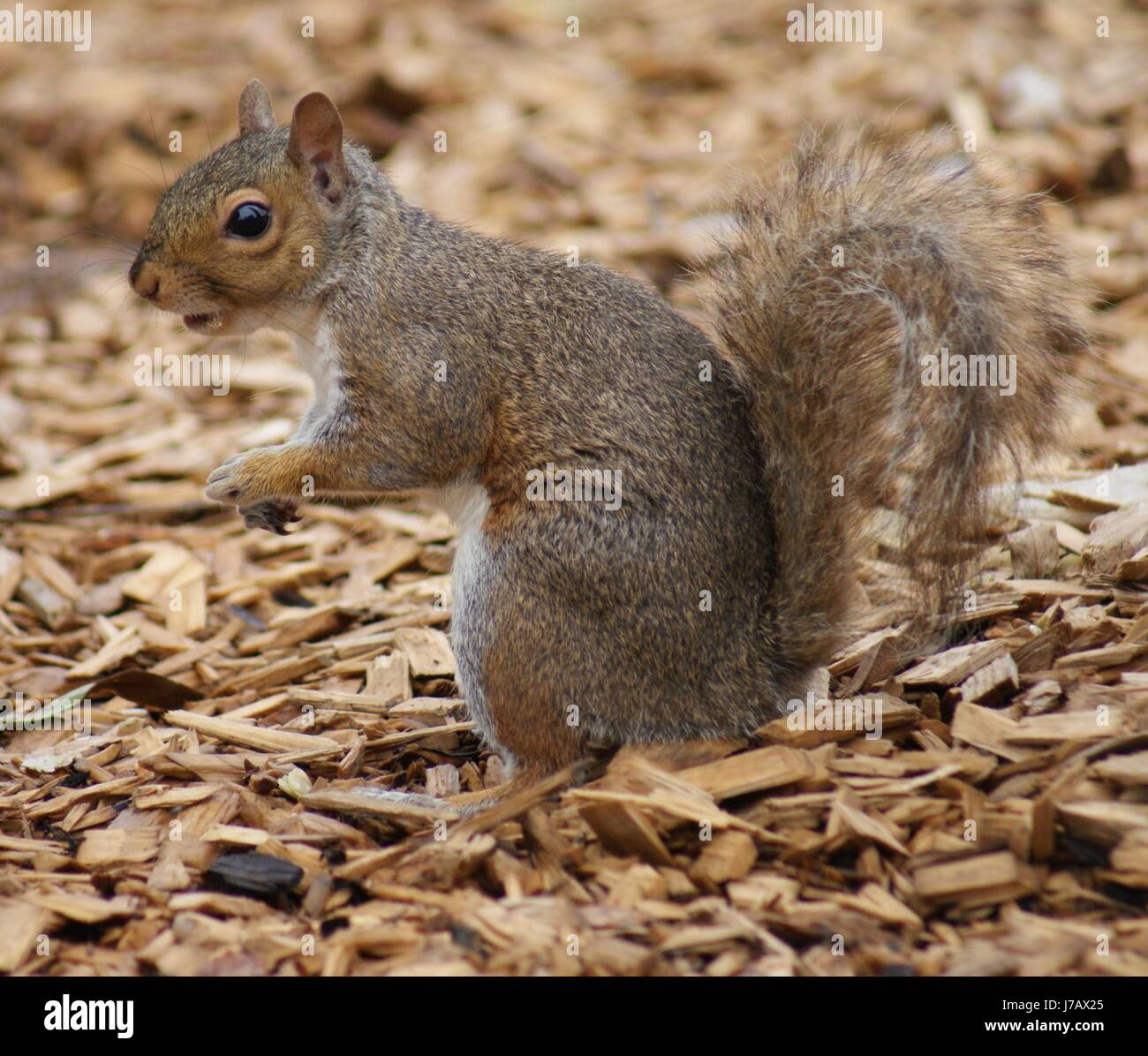 american wild rodent north squirrel western eastern grey gray tree ...