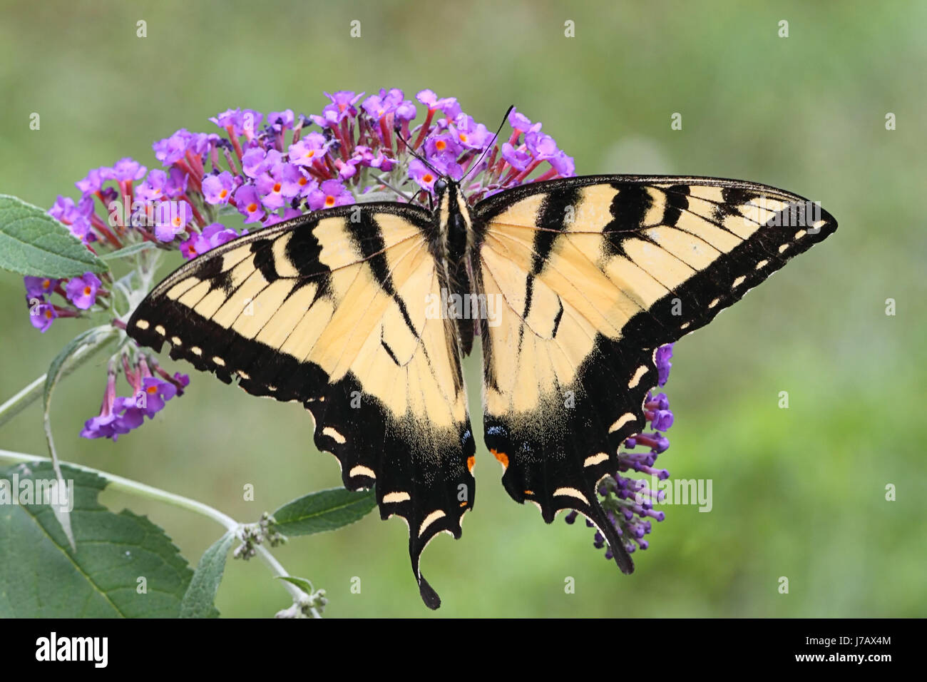 insects butterfly cat big cat feline predator tiger butterflies ...