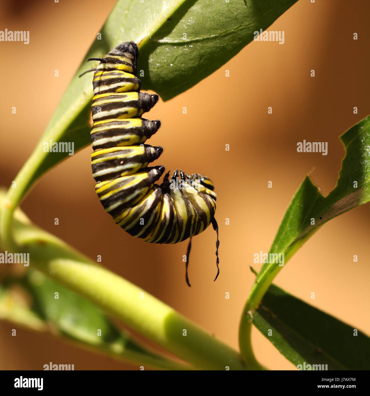 insect hang caterpillar antenna insect green leaves stalk pendant hang ...