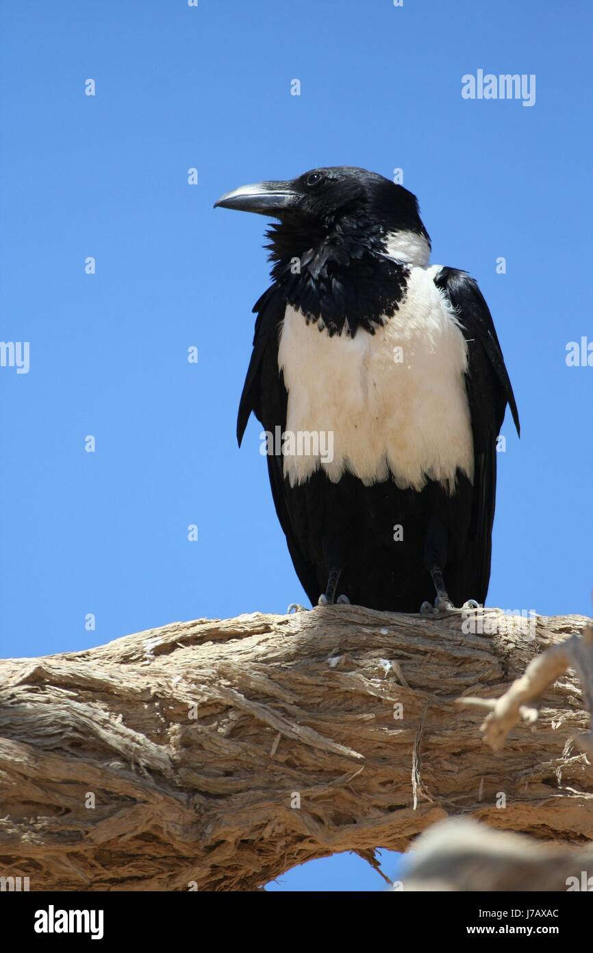 namibia raven namibia raven schildrabe pied crow corvus albus ...
