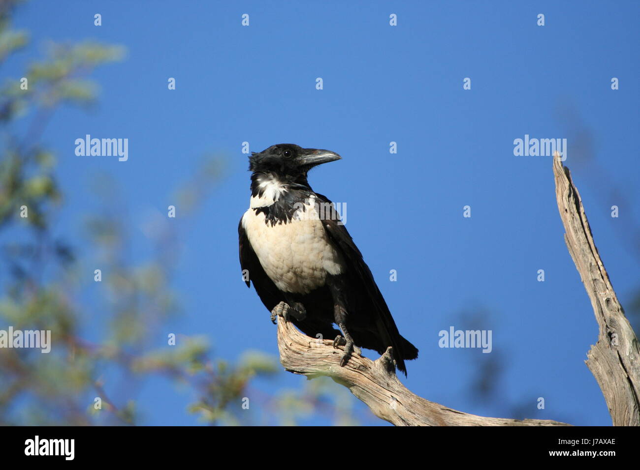 namibia raven namibia raven schildrabe pied crow corvus albus ...