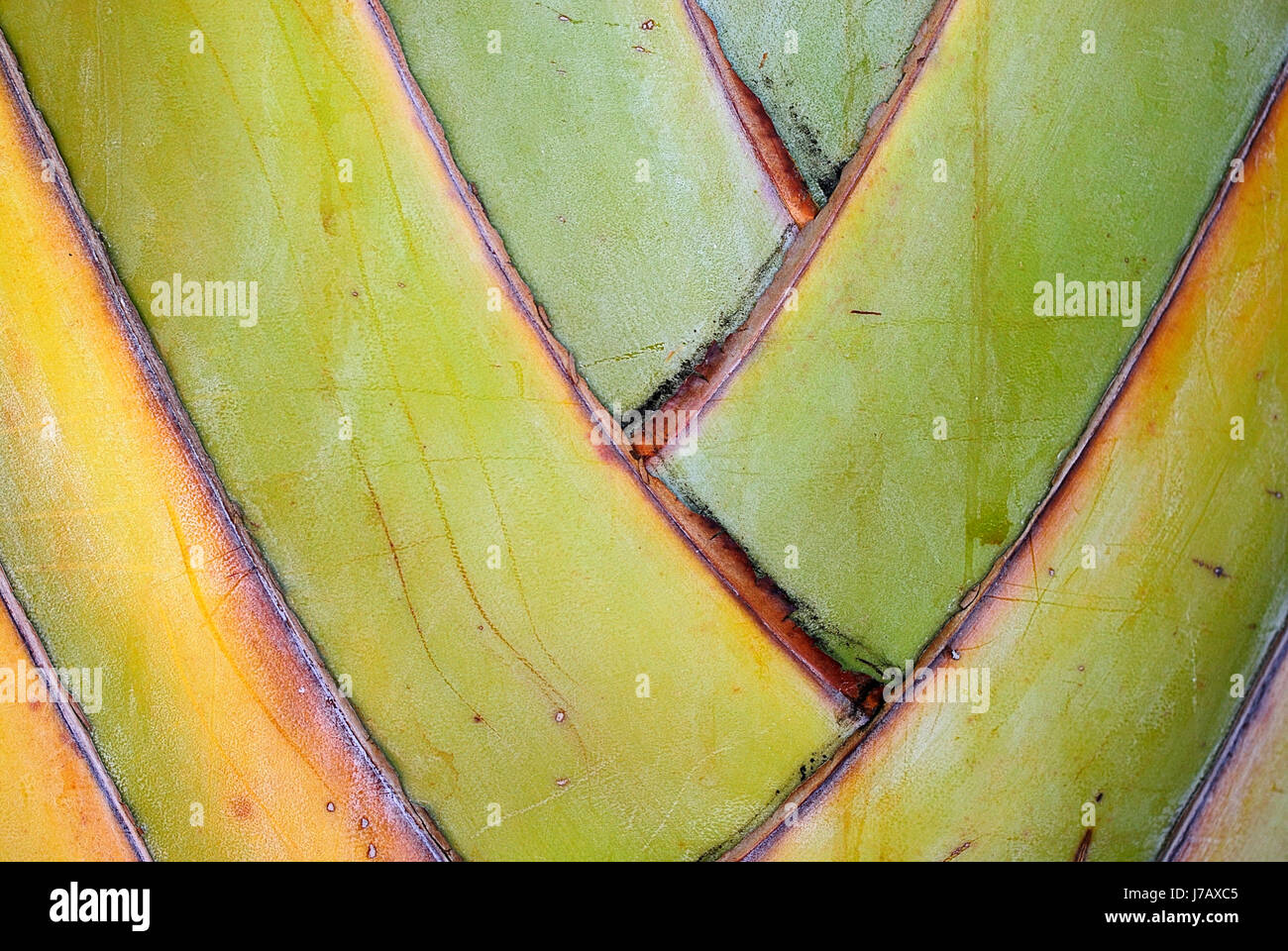 palm structure 9 Stock Photo - Alamy