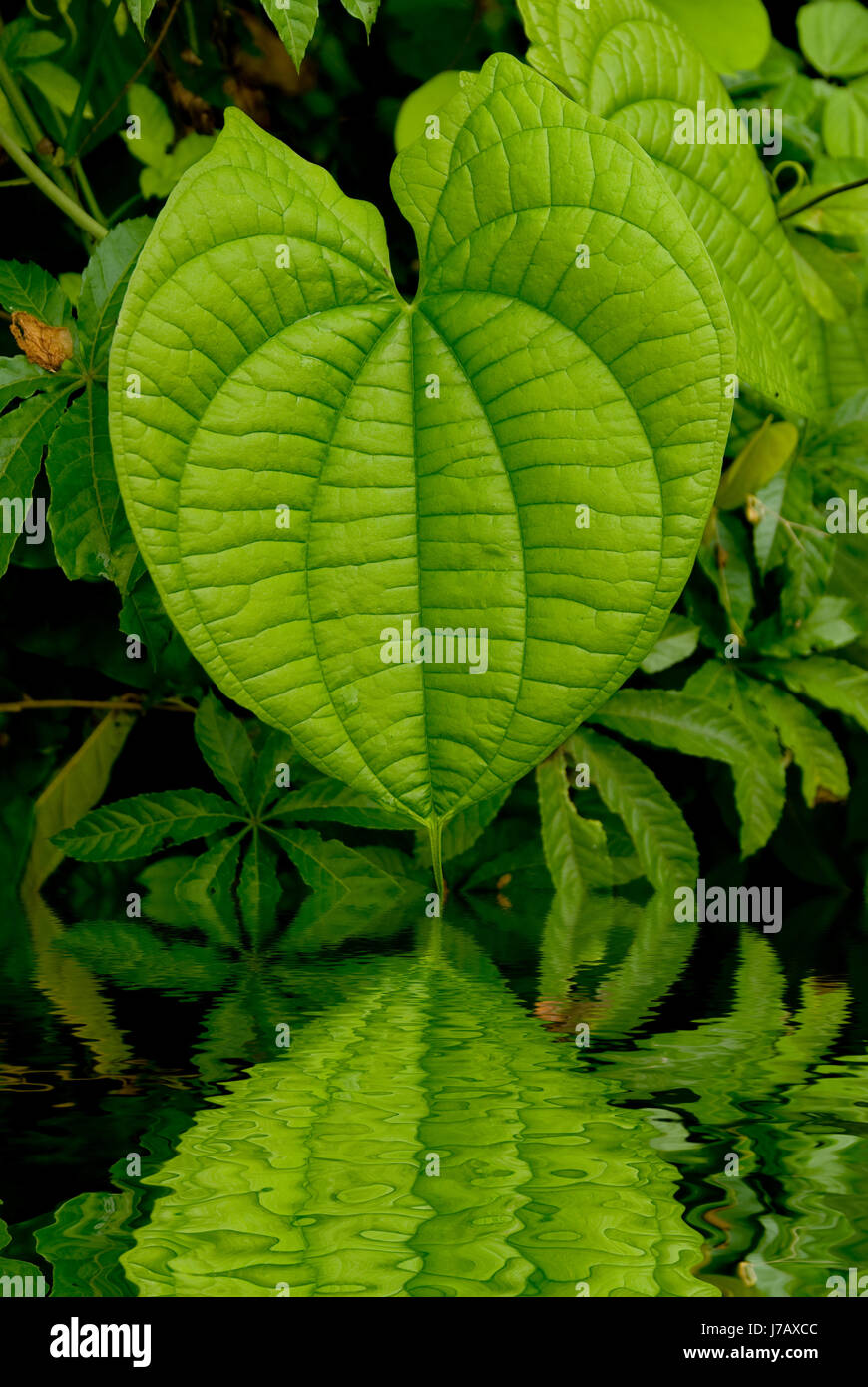 leaf green rainforest rain forest water plant leaf environment ...
