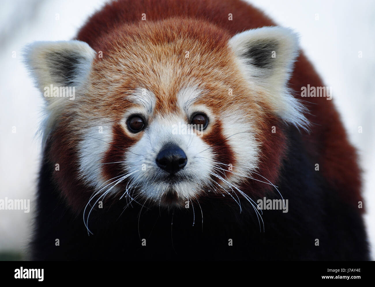 mammal bear portrait predator panda smaller red animal mammal bear asia ...