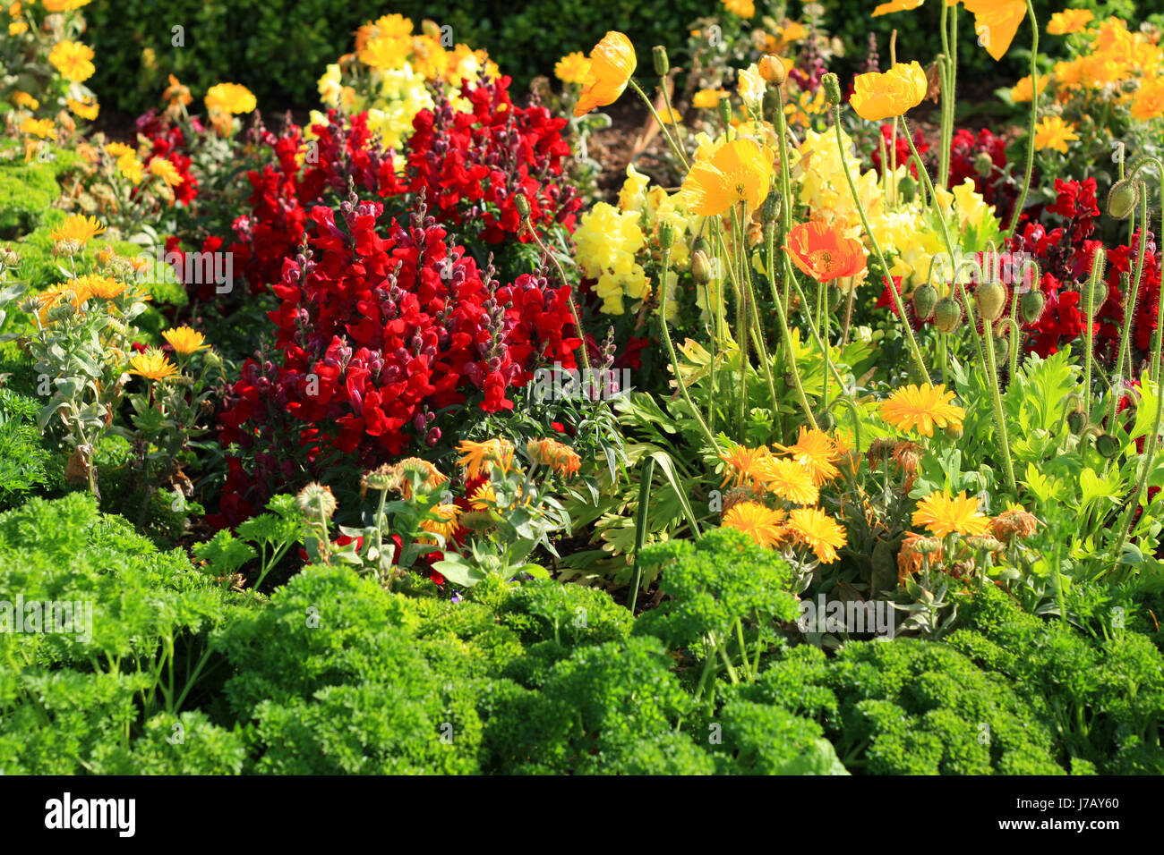 coloured colourful gorgeous multifarious richly coloured flower flowers ...