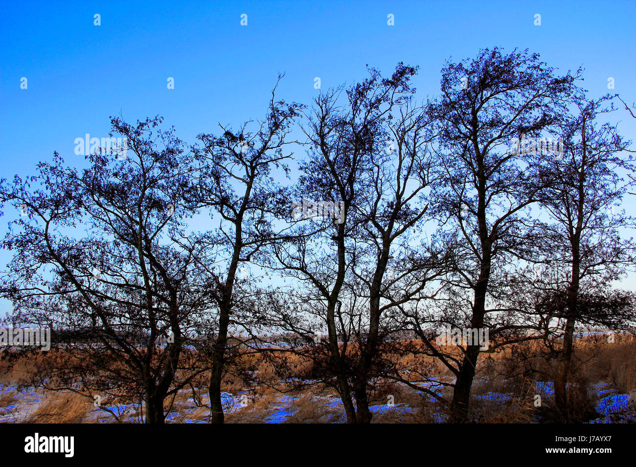 blue grouping tree trees winter cold coast firmament sky unclouded ...