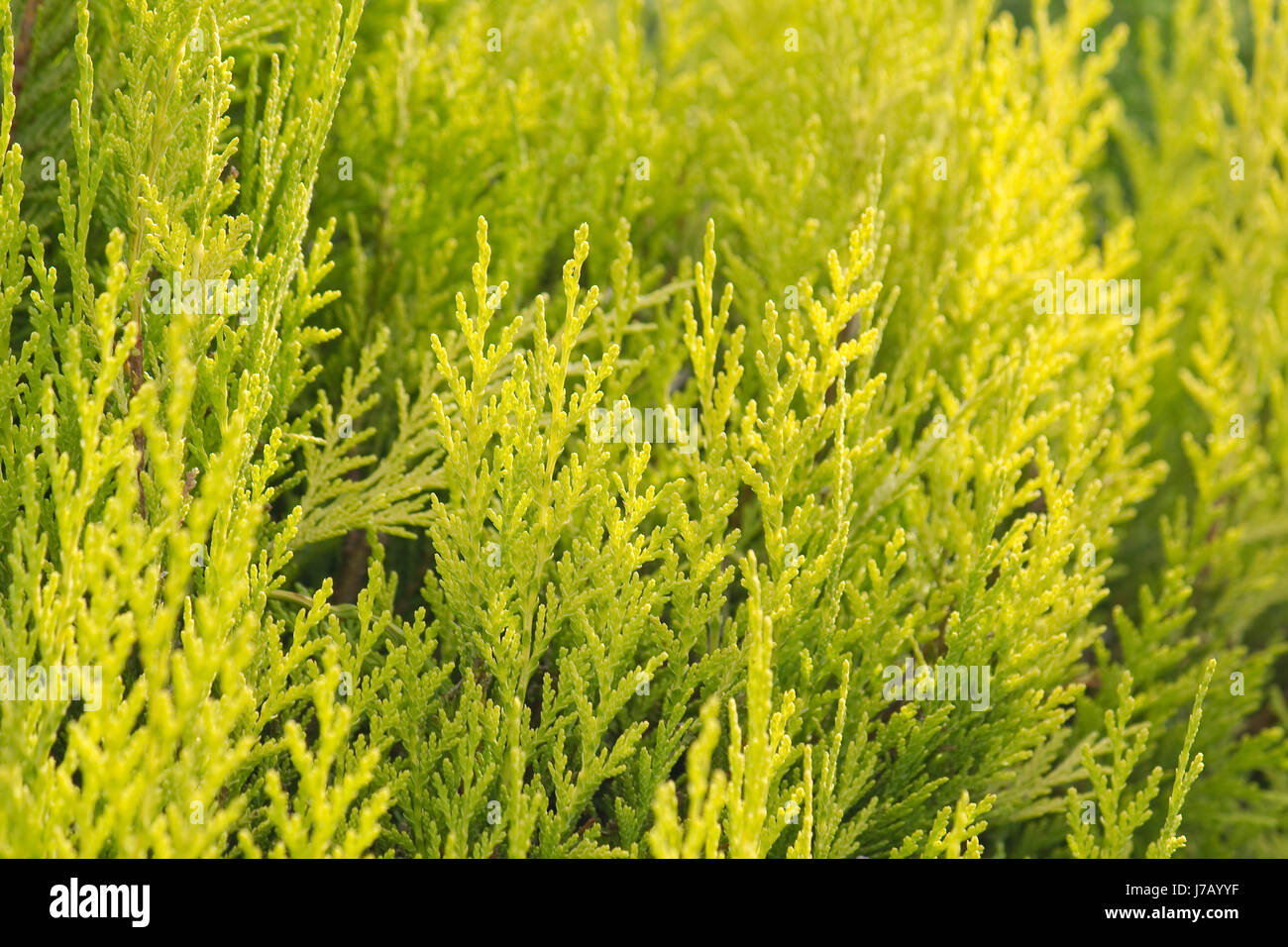 green leaves bushes shrub bush page sheet backdrop background nature ...