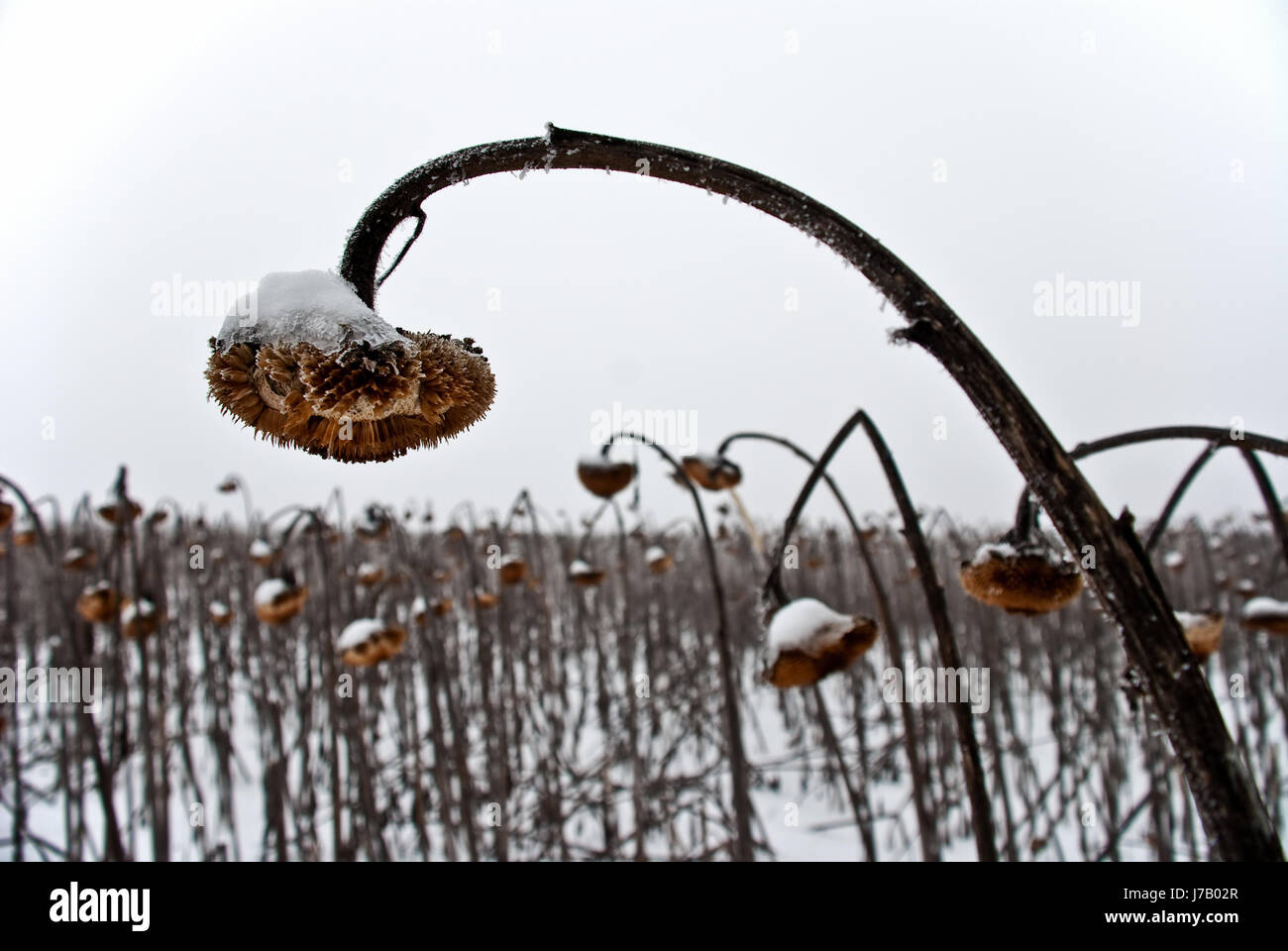 winter cold sad flower sunflower plant snow harvest winter cold field ...