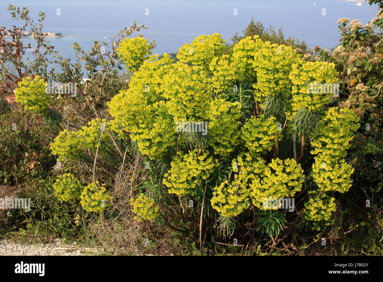 bloom blossom flourish flourishing coast spurge salt water sea ocean ...