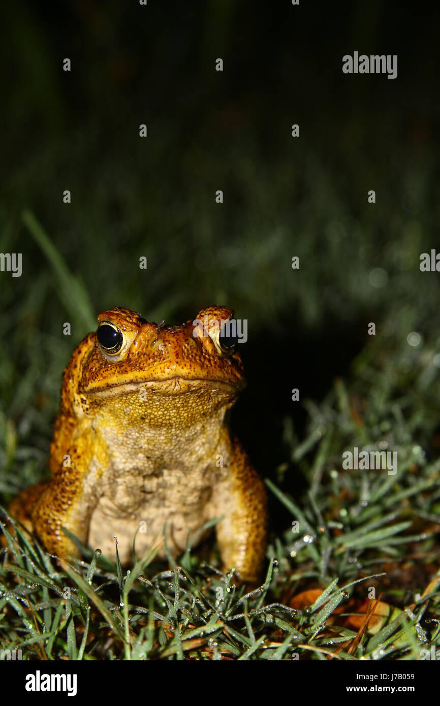 animal australia frog toad nature mangy amphibian green fauna night ...