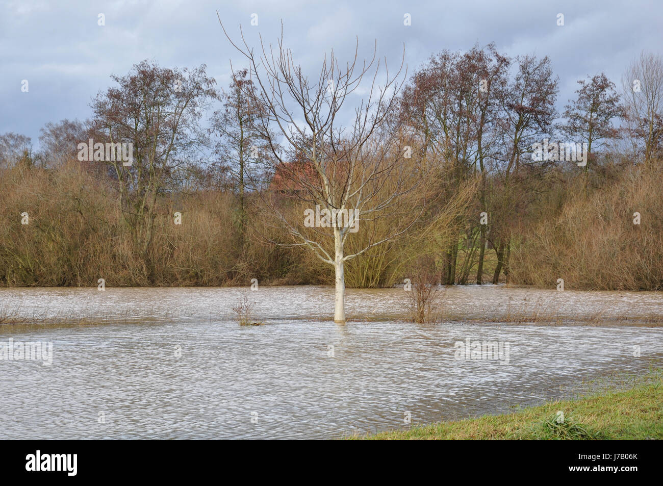 tree flood plant nature winter underwater valley wet under high tide ...