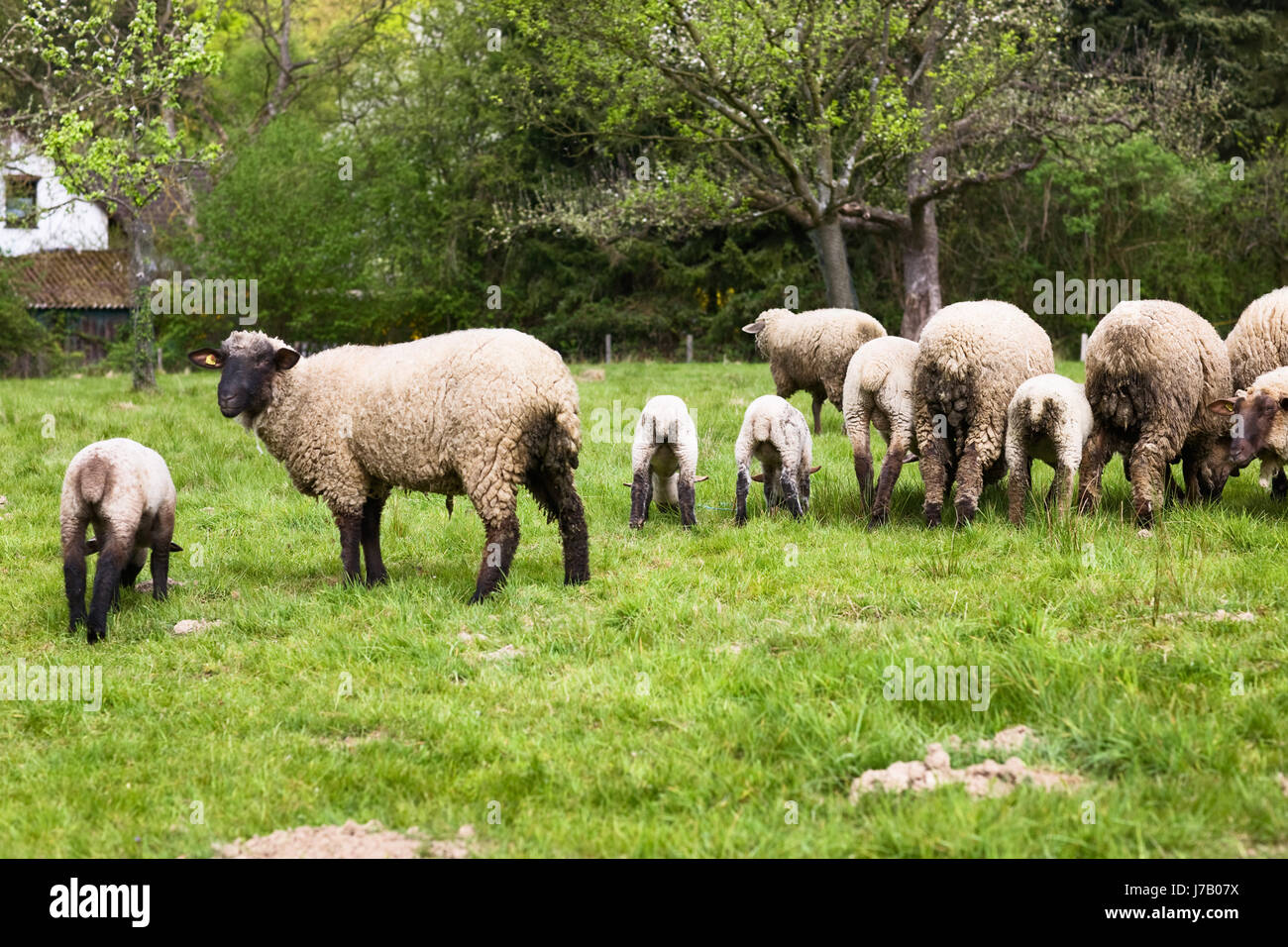animal sheep to gorge engulf devour herd graze meadow lamb house ...