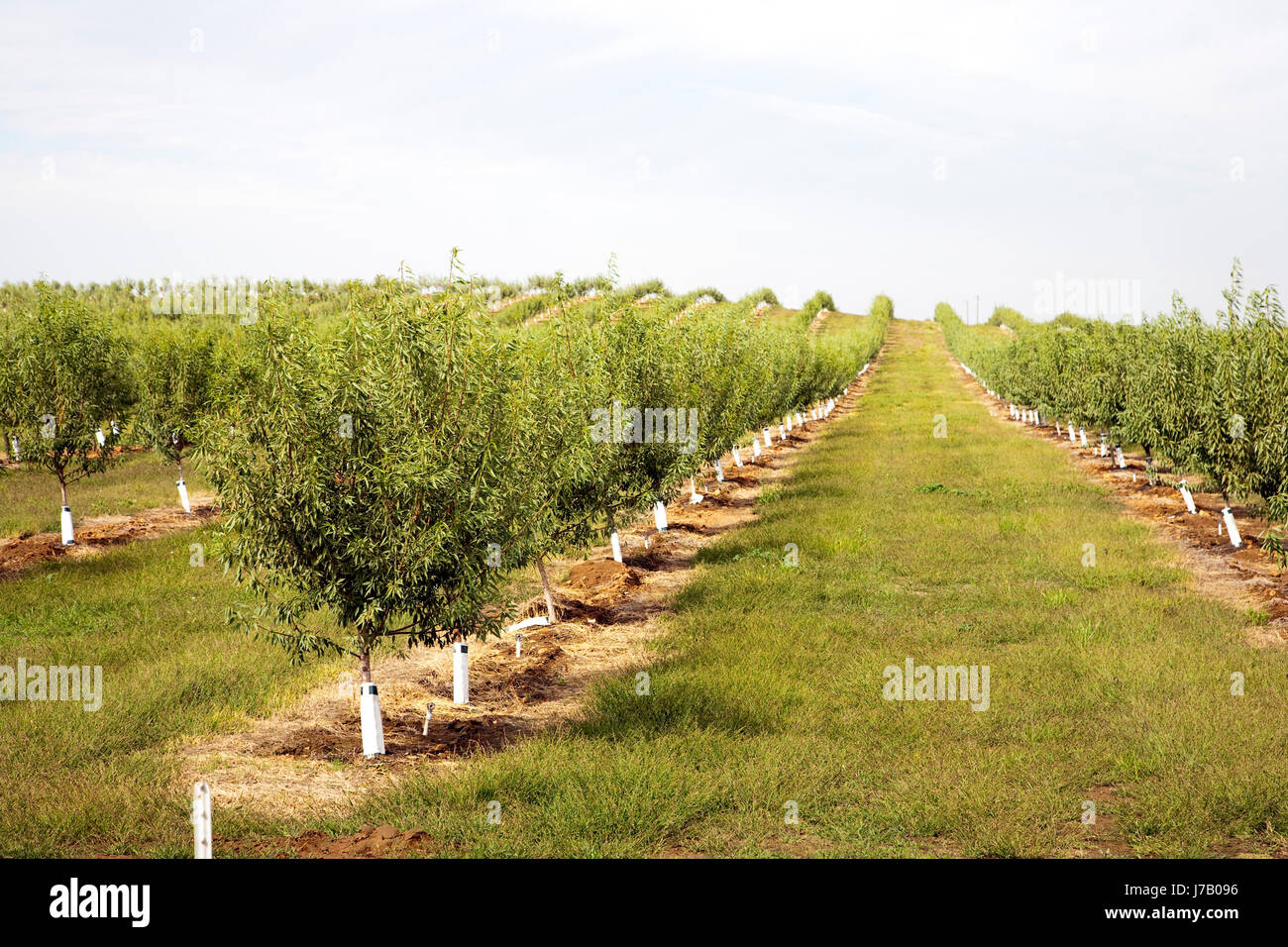 agriculture farming usa cultivation almond tree plantation almonds ...