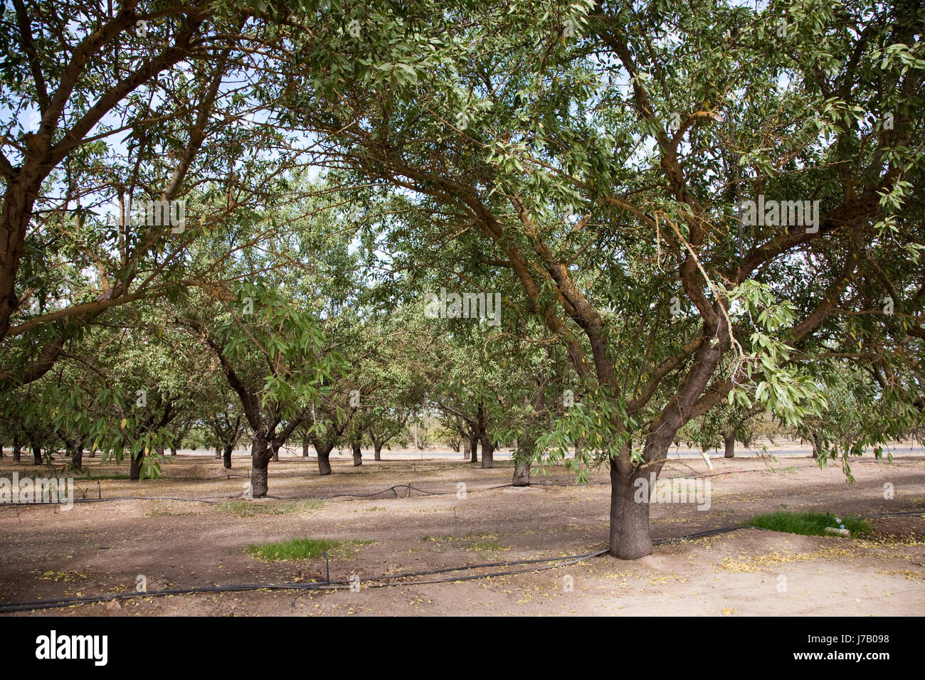 tree agriculture farming cultivation almond tree plantation almonds ...