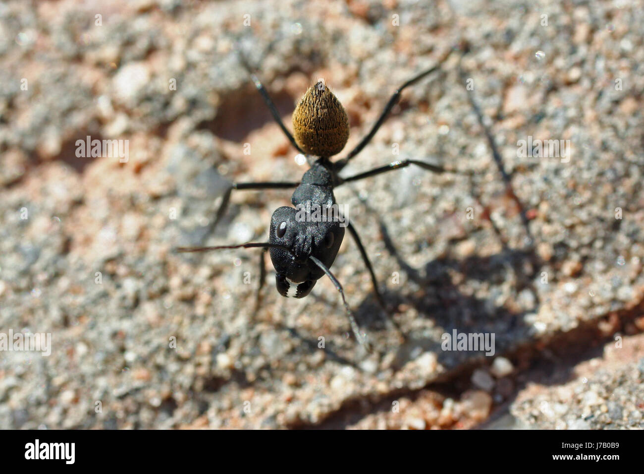ant namibia plateau ant namibia plateau ant camponotus waterberg ...